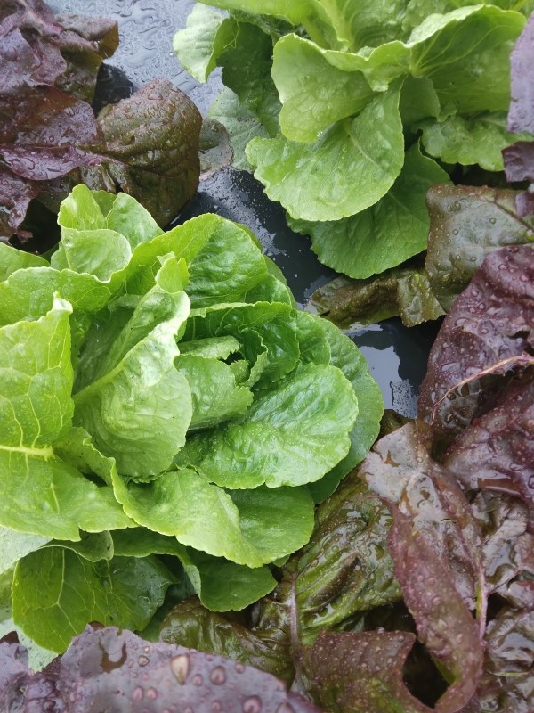 Fresh Produce – A Family Farm in Minnesota's Heartland