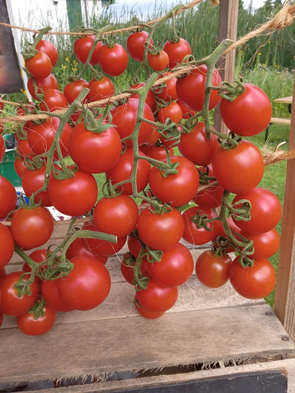 Fresh Produce – A Family Farm in Minnesota's Heartland