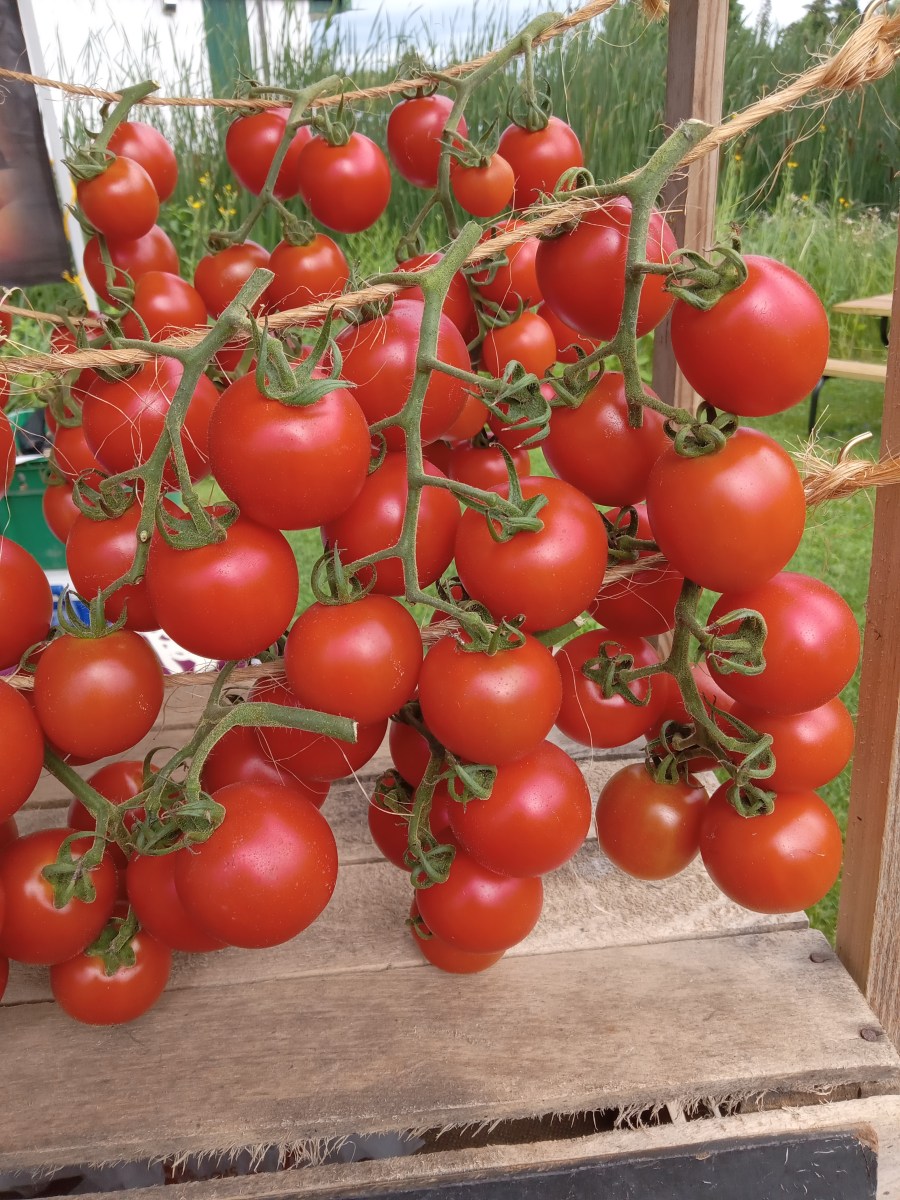 Fresh Produce – A Family Farm in Minnesota's Heartland