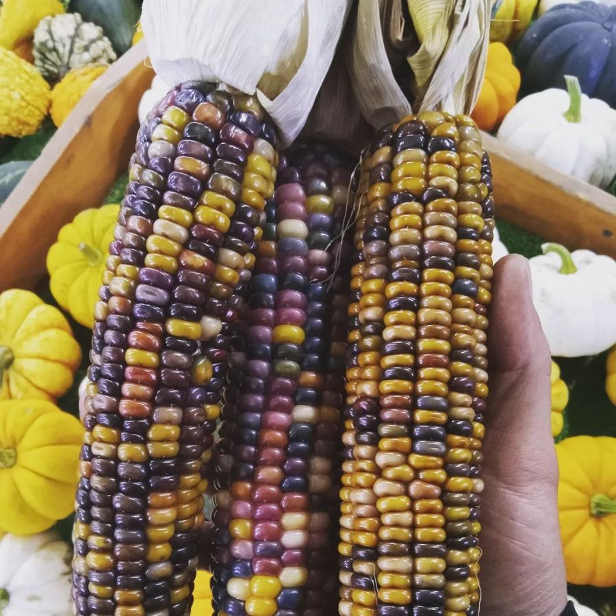 Fresh Produce – A Family Farm in Minnesota's Heartland