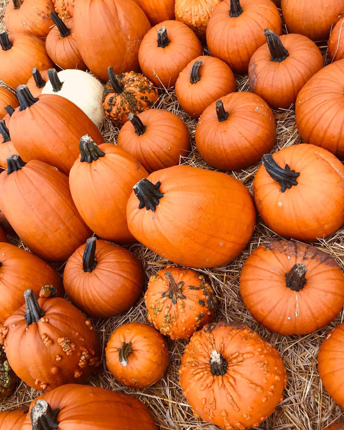 Fresh Produce – A Family Farm in Minnesota's Heartland